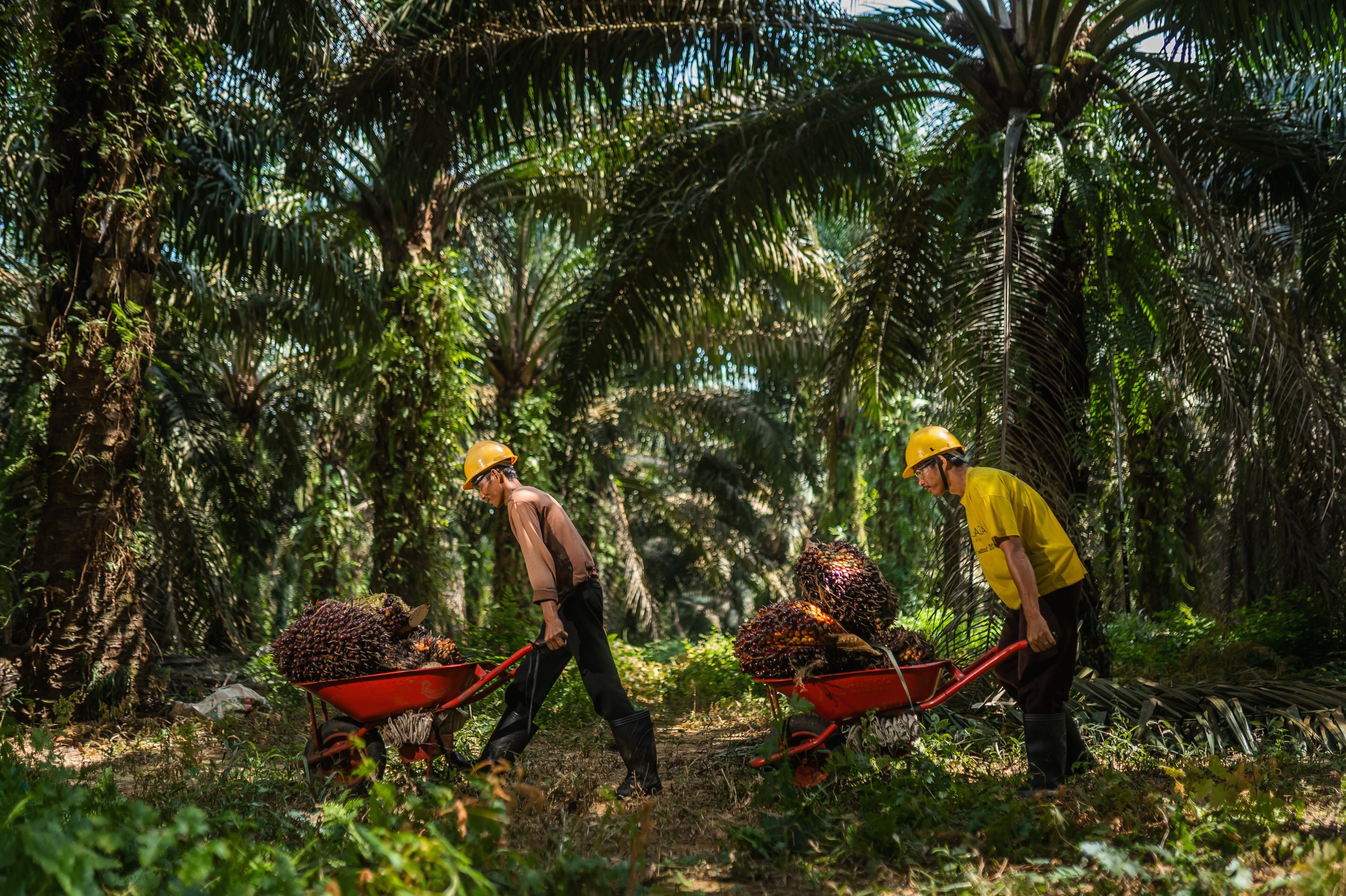 Media | PULAUSUBUR.COM
